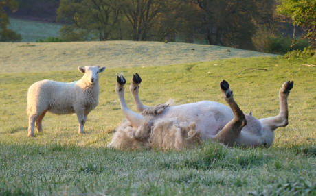 The Sheep Whisperer: "Upside Down" Sheep